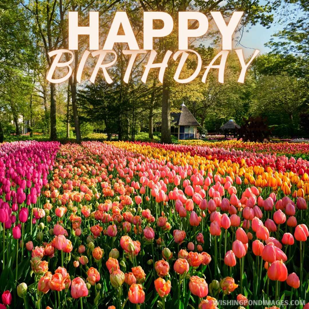Spring Flowers Happy Birthday Pictures | Best Flower Site