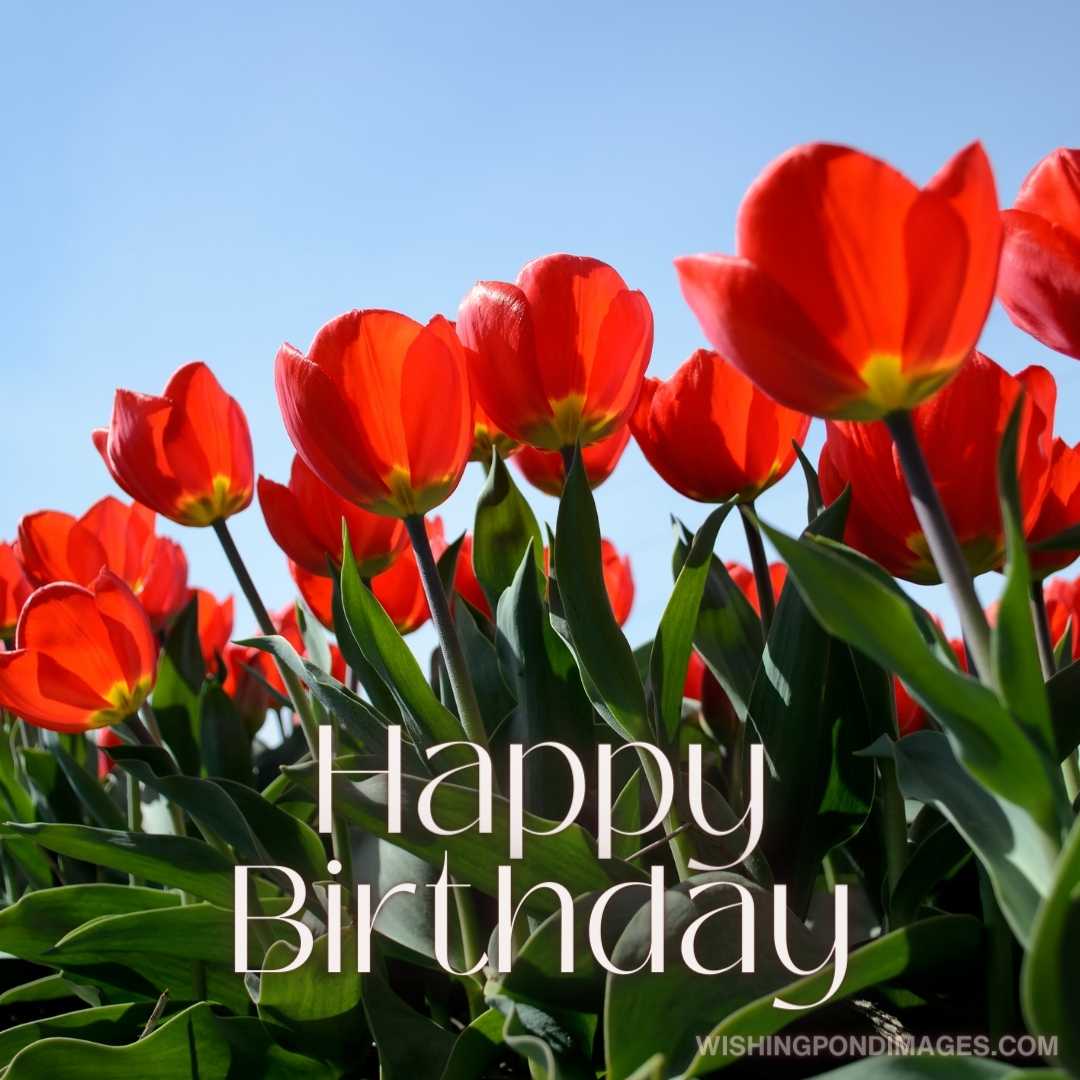 Happy Birthday Tulips Flowers Images - Wishing Pond Images