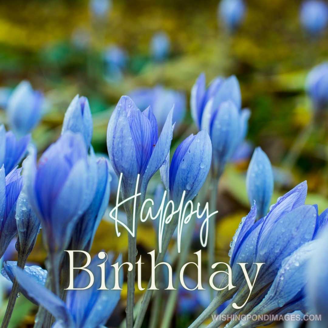 Happy Birthday Tulips Flowers Images - Wishing Pond Images