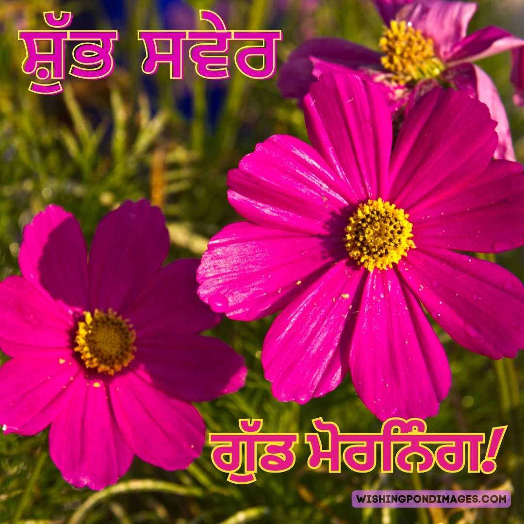 Good Morning Punjabi Images, Pictures - Wishing Pond Images