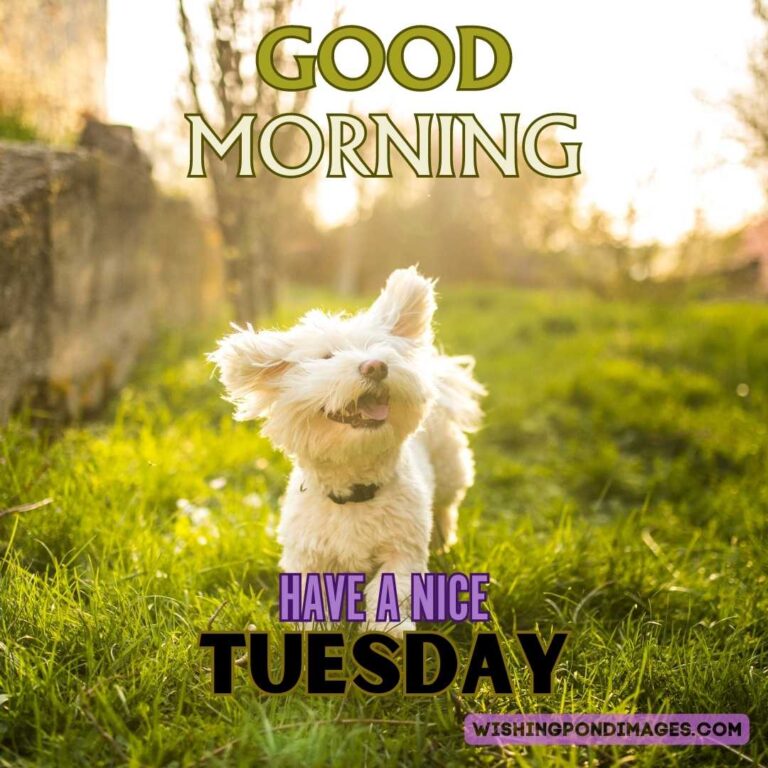 Good Morning Happy Tuesday Images - Wishing Pond Images